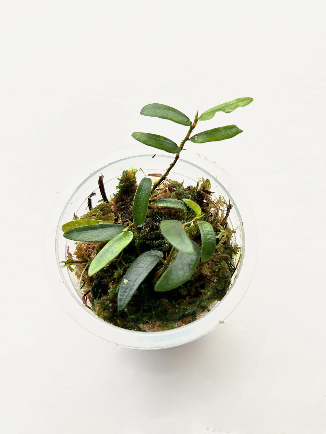 Ficus Punctata - Neorium Shop