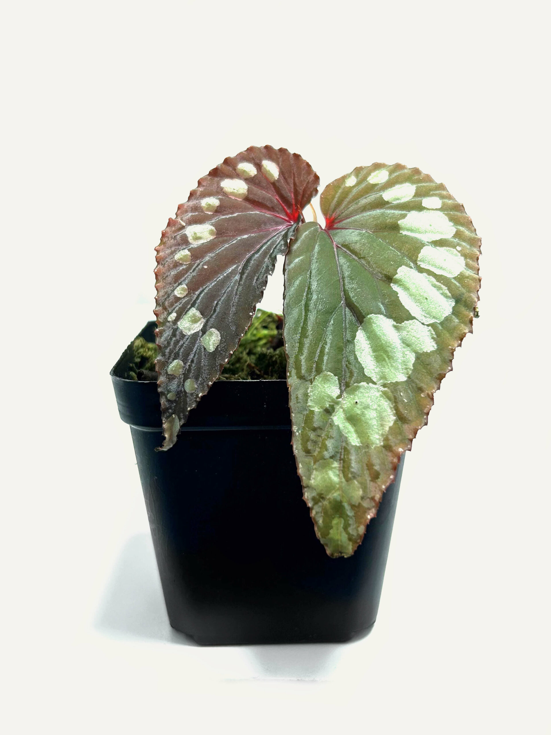 Begonia sp. Kalimantan Type II - Neorium Shop